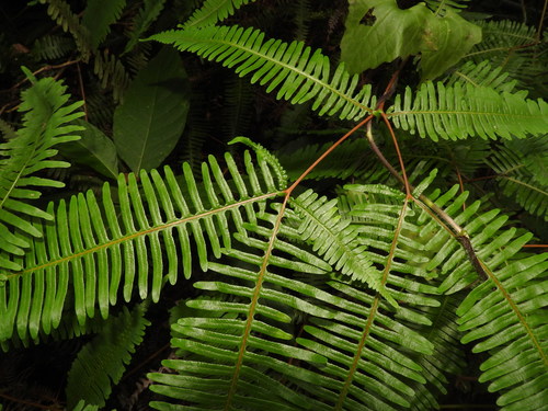 Dicranopteris subpectinata · iNaturalist