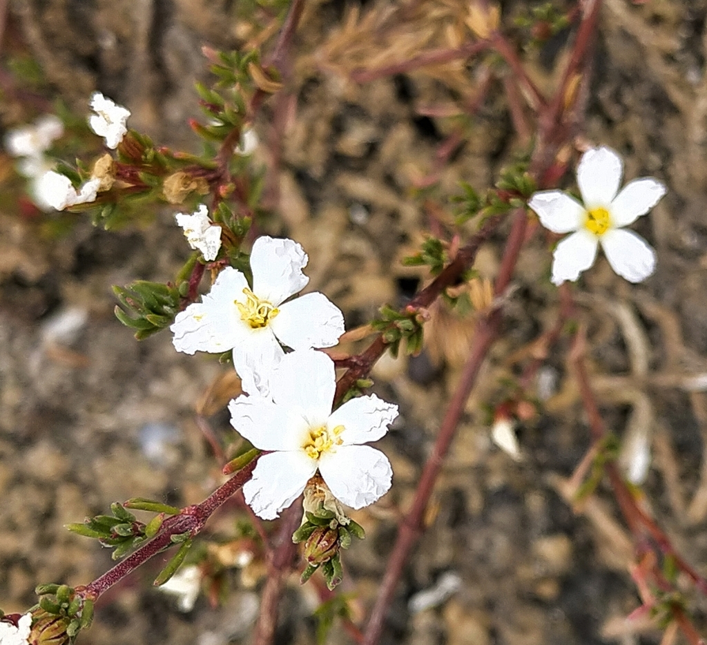 southern sea-heath from Golden Beach VIC 3851, Australia on January 3 ...