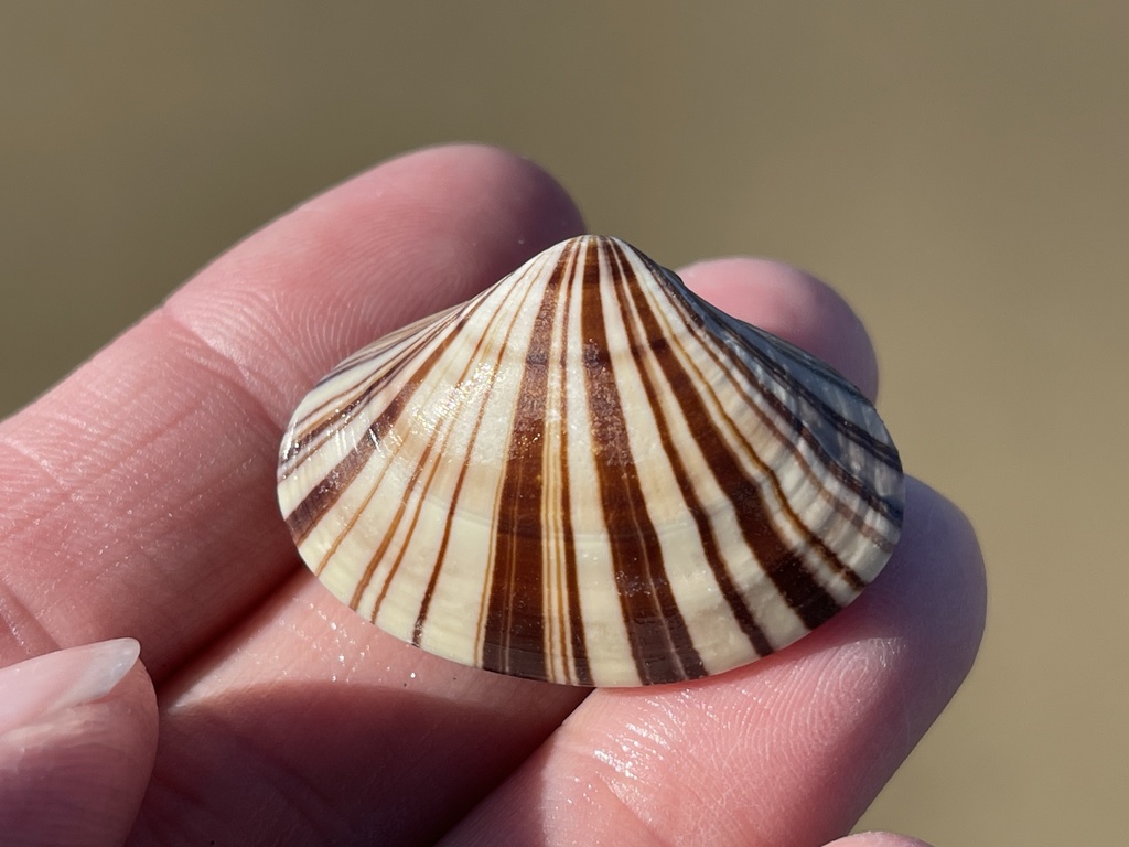 Pismo Clam from North Pacific Ocean, Pismo Beach, CA, US on January 02 ...