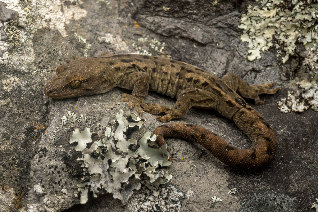 Waitaha Gecko in November 2021 by Euan Brook · iNaturalist