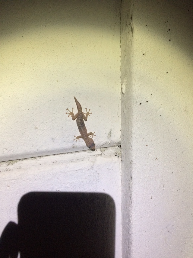 Marbled Leaf-toed Gecko from Lake Road, Southern Suburbs, WC, ZA on ...