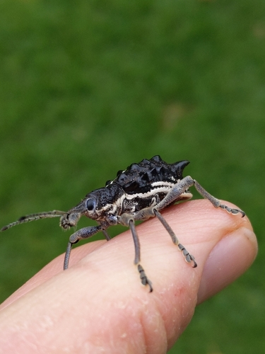 Leptopius gladiator · iNaturalist