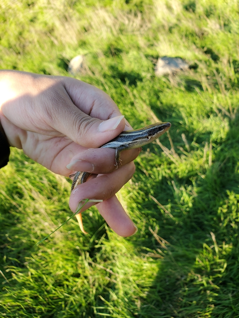 Western Skink from Mission Peak, Fremont, CA 94539, USA on November 27 ...