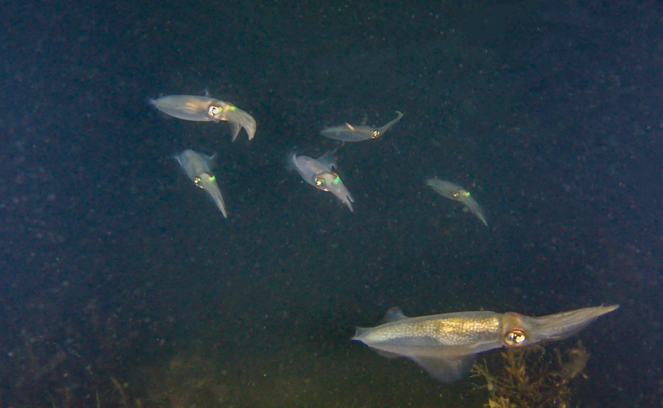 Southern Reef Squid from South Australia, AU on January 05, 2022 at 12: ...