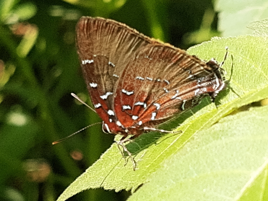Brangas silumena from Pato Branco, Paraná, Brazil on December 31, 2021 ...