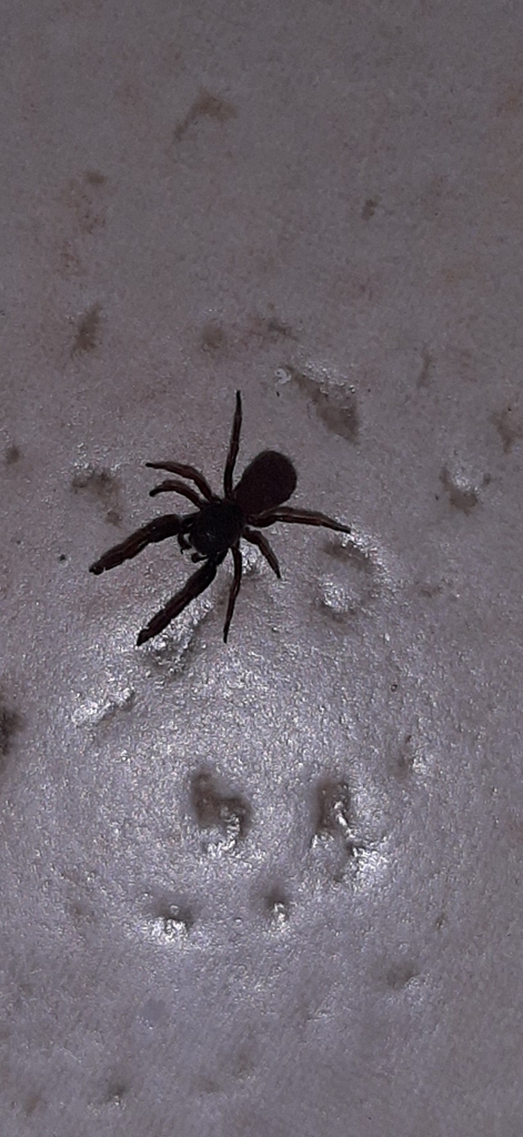 Common Palp-footed Spider from 88021 Borgia CZ, Italia on January 05 ...