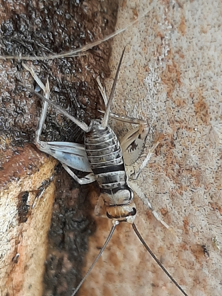 Tropical House Cricket from Ribeirão Bonito on January 05, 2022 at 02: ...