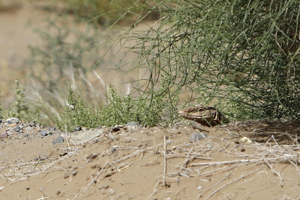 Caspian Monitor from Aran o Bidgol, Isfahan Province, Írán on May 27 ...