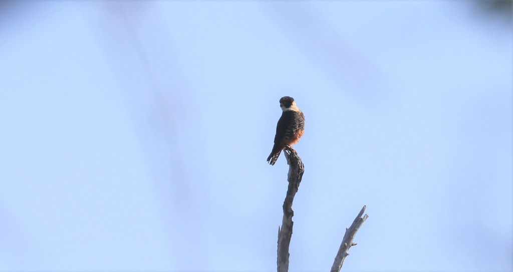 Bat Falcon from Hidalgo County, TX, USA on January 4, 2022 at 09:54 AM ...