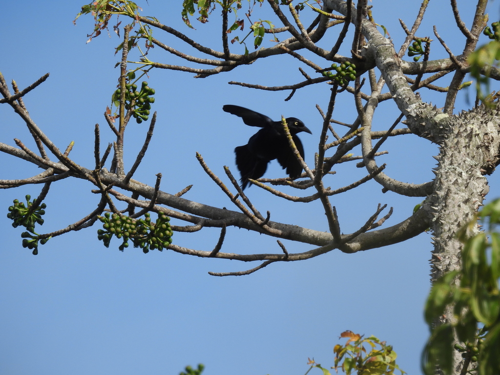 Greater Antillean Grackle from Juan Sánchez, Bayamón, Puerto Rico ...