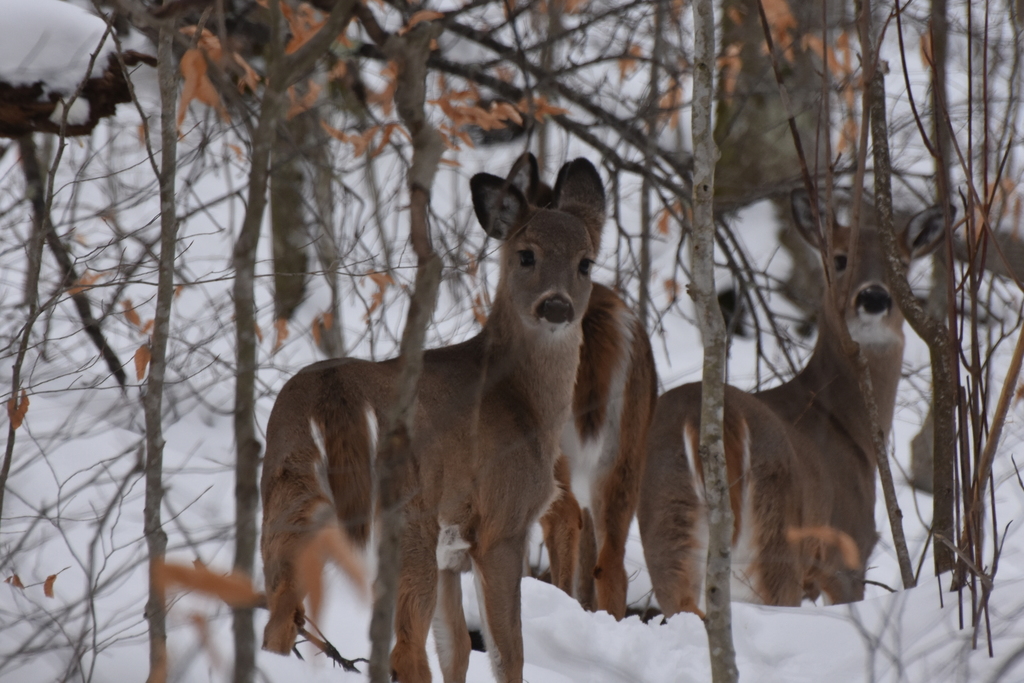 White-tailed Deer from Smyth County, VA, USA on January 05, 2022 at 12: ...