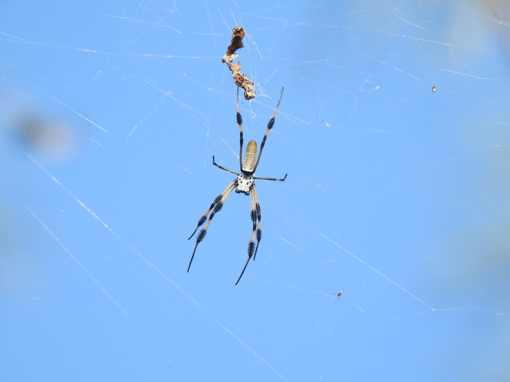 Golden Silk Spider from Coral Terrace, FL, USA on January 5, 2022 at 09 ...