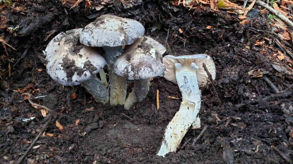 Midnight Entoloma from Lafayette, CA 94549, USA on January 05, 2022 at ...