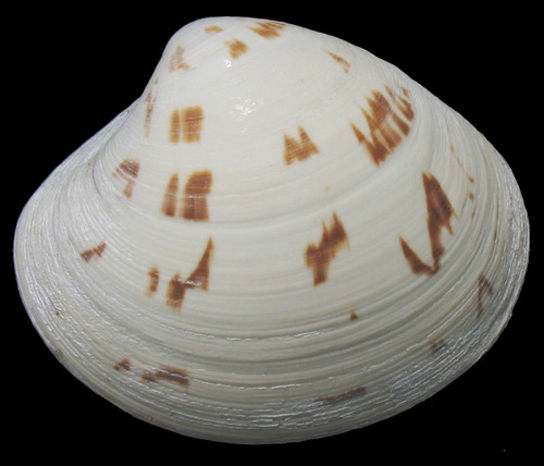 Lightning Pitar (Pitar fulminatus) · iNaturalist