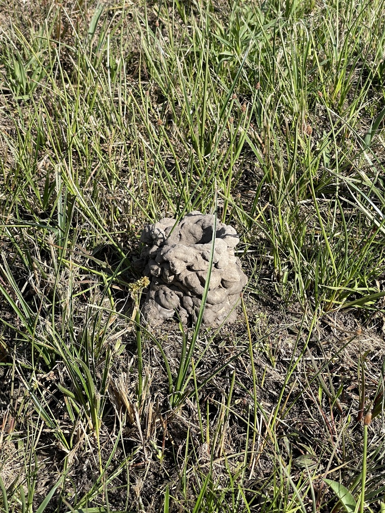 Animals from Sheldon Lake State Park & Environmental Learning Center ...