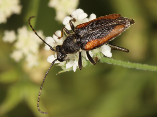 Short Long-horned Beetle (Brachyleptura brevis) · iNaturalist