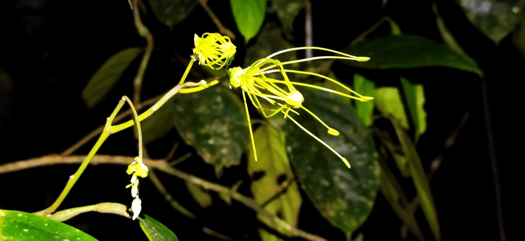 caper family from Dayuma, Ecuador on January 5, 2022 at 06:53 PM by ...