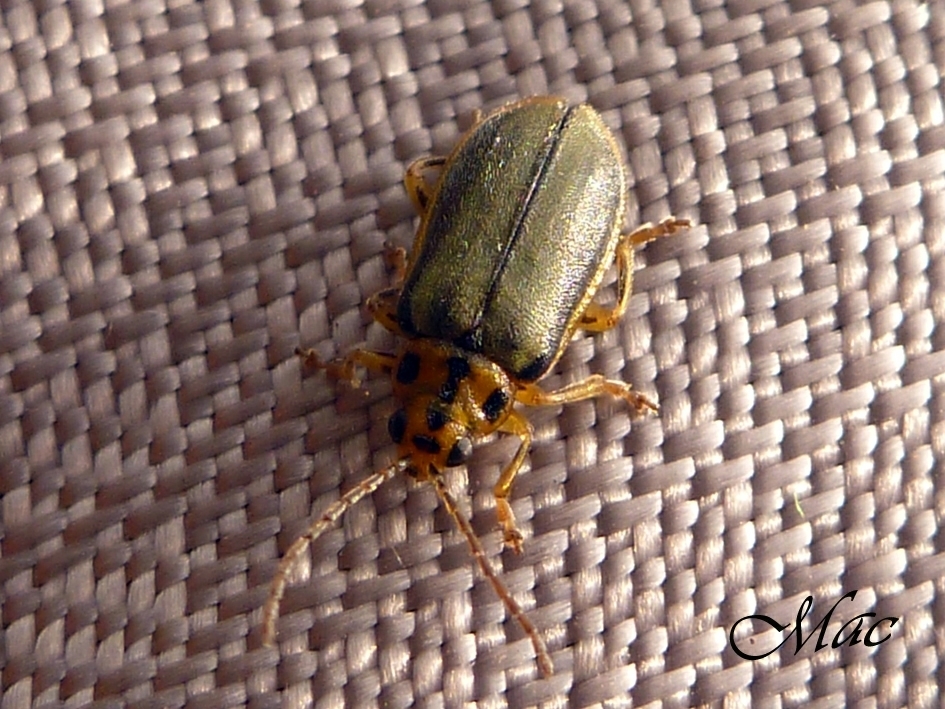 Elm Leaf Beetle from San Nicolás de Los Arroyos on May 06, 2021 by ...