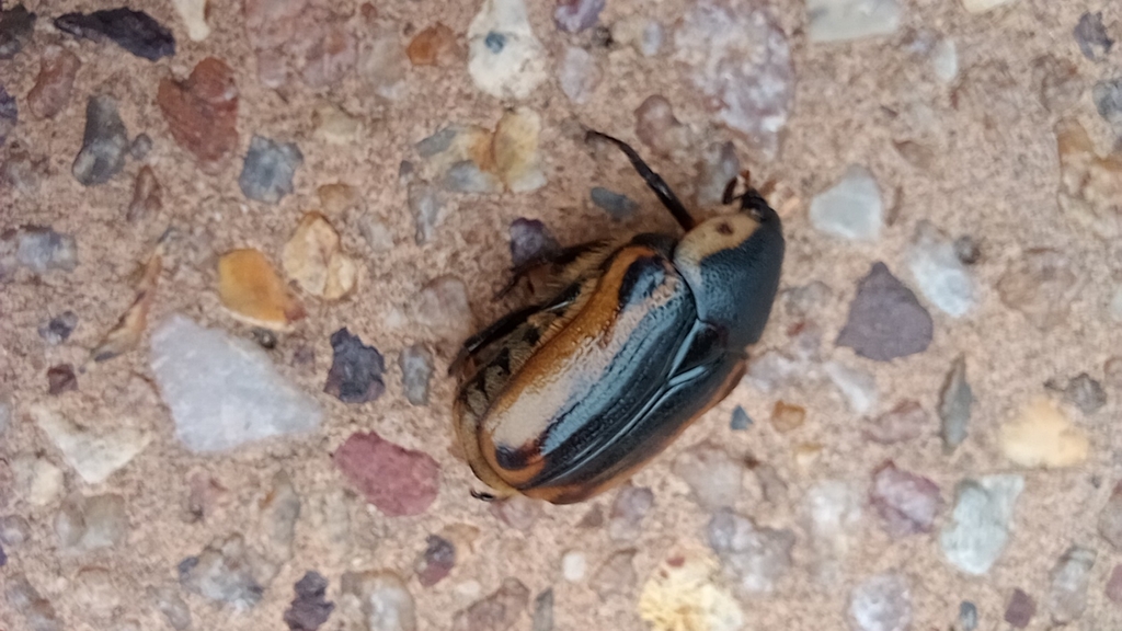 Cowboy Beetle from Walter Young Garden, University of Adelaide ...