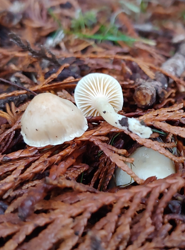 Cuphophyllus in January 2022 by Kate Calderwood. Spores: lighter ...