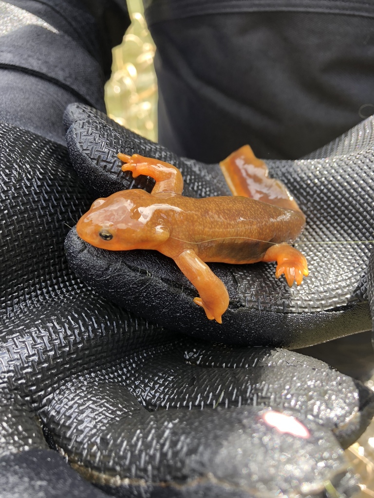 Rough-skinned Newt from Springfield, OR 97478, Springfield, OR, US on ...