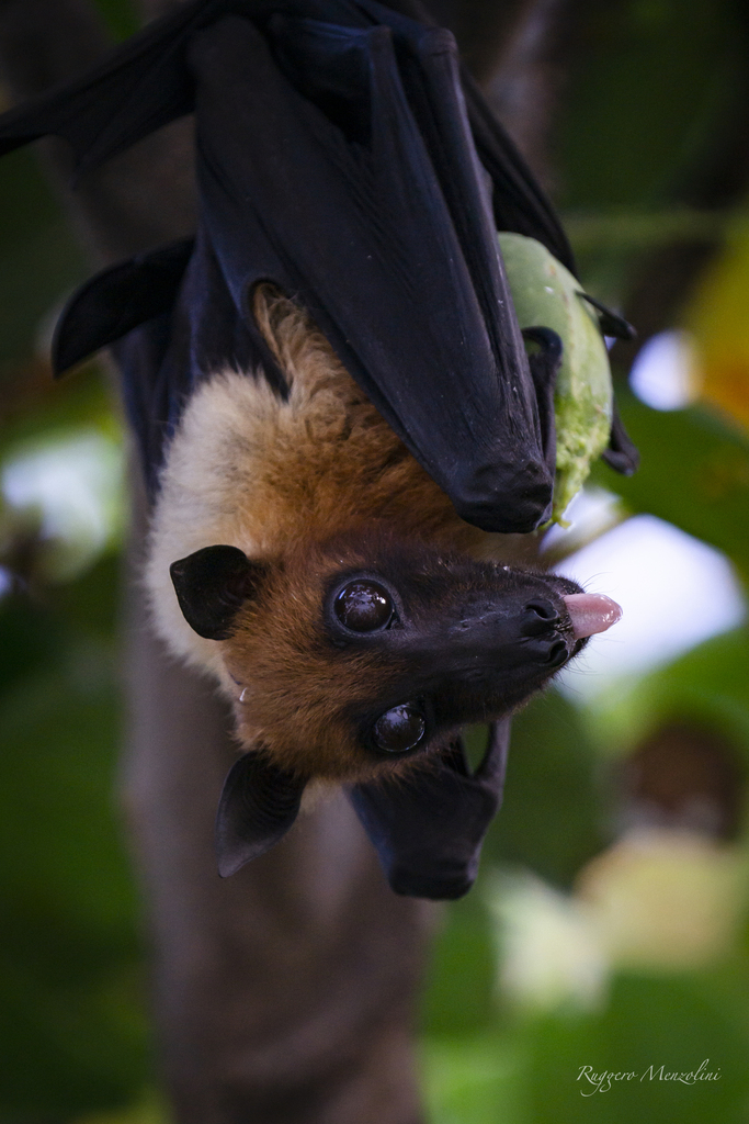 Flying-foxes (Pteropus) - Know Your Mammals