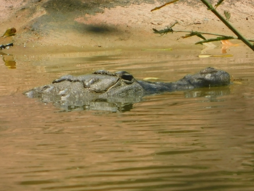 American Crocodile in September 2021 by Juan Diego · iNaturalist