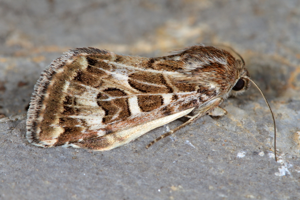 Spotted Clover from Lago di Tarsia, Provincia di Cosenza, Italia on ...