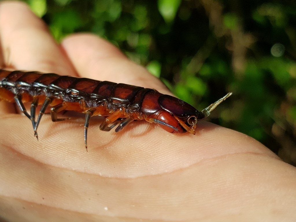 Caribbean Giant Centipede from Saint-John, Dominique on January 17 ...