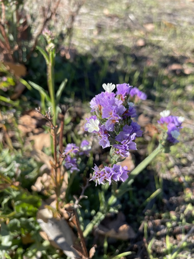 Blue statice from W Foothill Pkwy, Corona, CA, US on January 06, 2022 ...