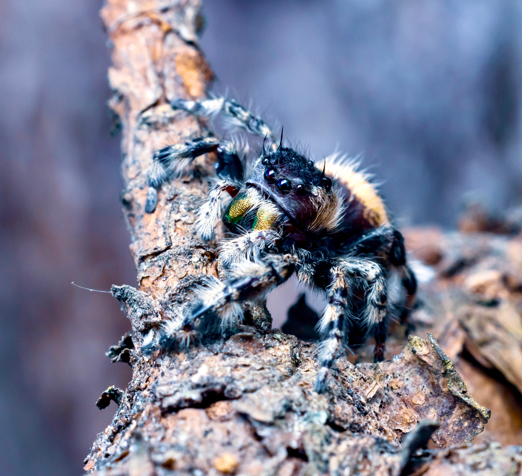 canopy jumping spider from Florence on January 06, 2022 at 04:19 AM by ...
