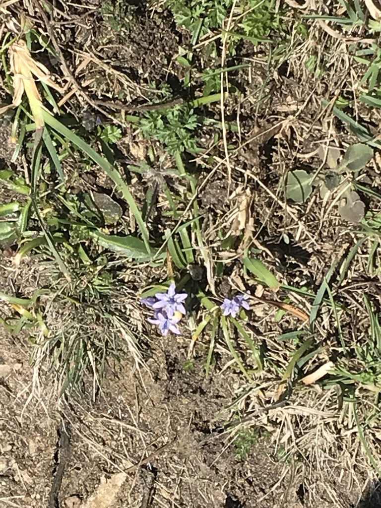 Spring Squill from Haverfordwest, Haverfordwest, Wales, GB on May 06 ...