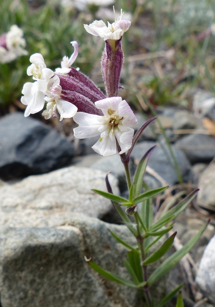 Creeping Catchfly from Haines Junction, YT Y0B 1L0, Canada on July 02 ...