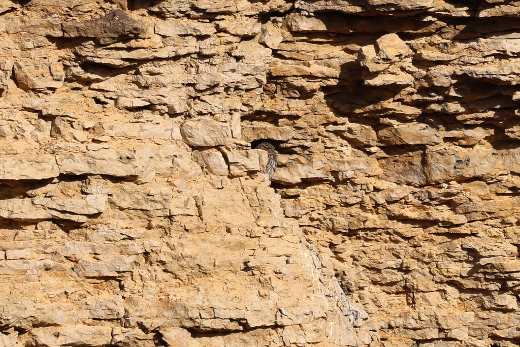 Little Owl from Old Quarrington, Durham DH6 5NN, UK on January 04, 2022 ...