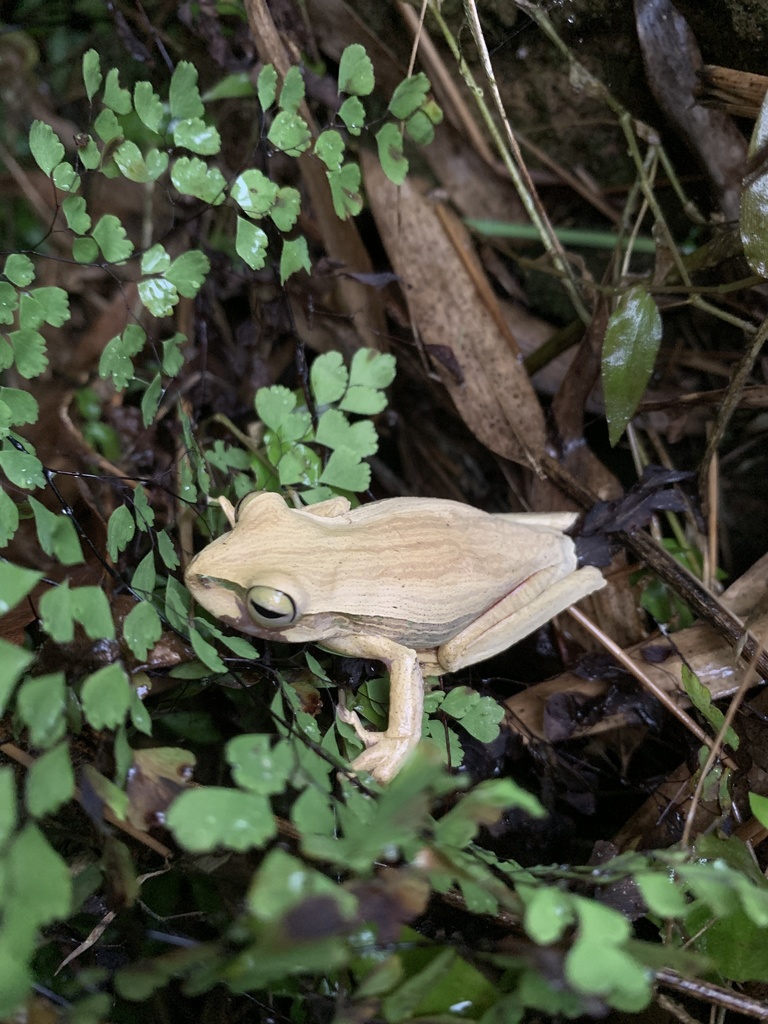 Bischoff's Tree Frog from Rua C, Juquitiba, SP, BR on January 06, 2022 ...