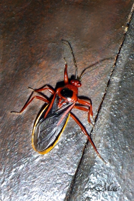 Brontostoma discus from Parque Nacional Chaco on March 31, 2013 at 09: ...