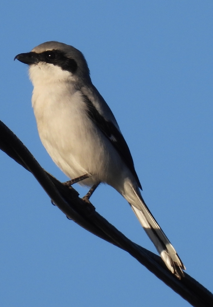 Loggerhead Shrike from Alamo, TX, USA on January 05, 2022 at 08:29 AM ...