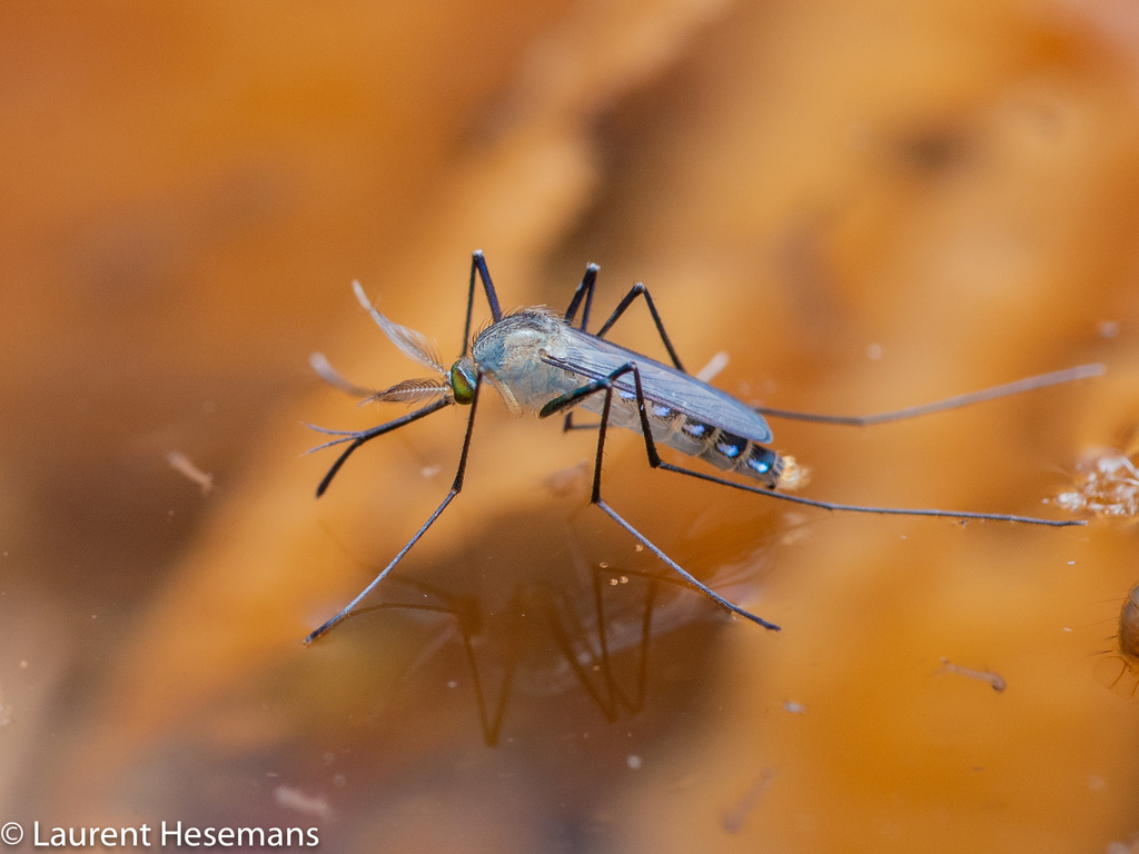 Culicine Mosquitoes from Perez Zeledon, San Jose, CR on September 13 ...