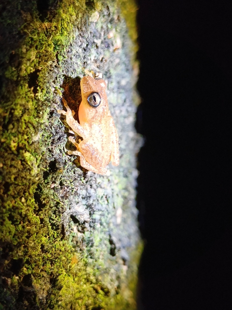 Coorg Yellow Bush Frog from Agumbe, Karnataka, India on December 22 ...