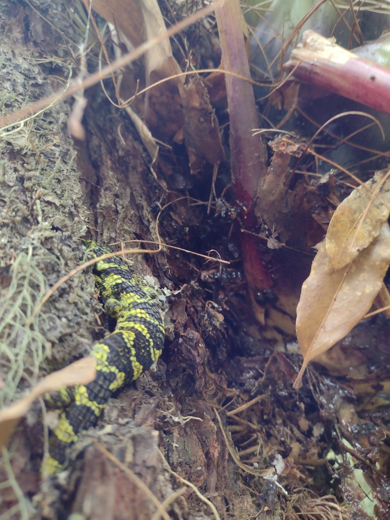 Bromeliad Arboreal Alligator Lizard in November 2021 by BIO. JESUS ...