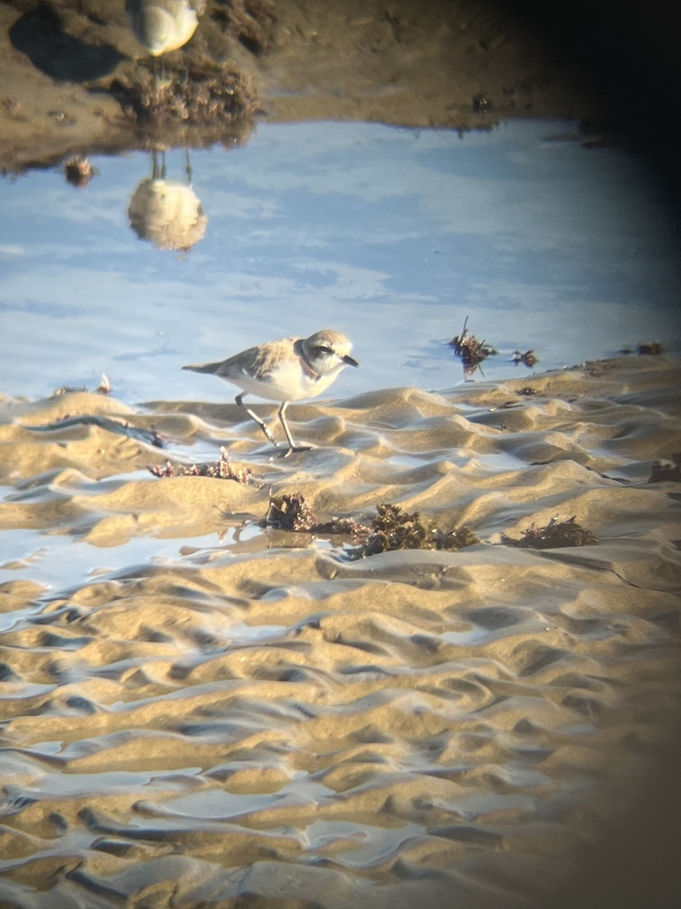 Snowy Plover in January 2022 by Hannah Rozendo · iNaturalist