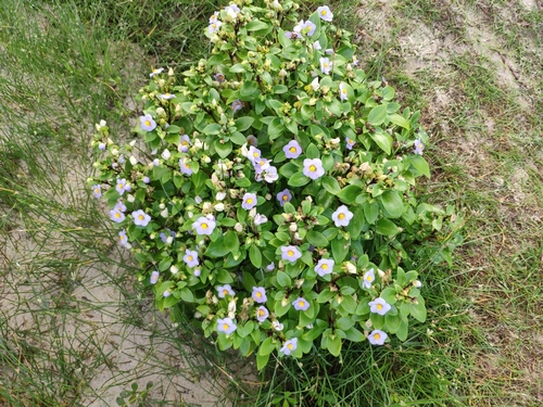 Exacum caeruleum · iNaturalist