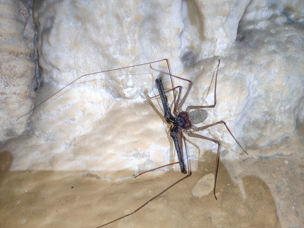 Phrynichus from Socotra on December 28, 2021 at 06:52 AM by Ivan ...
