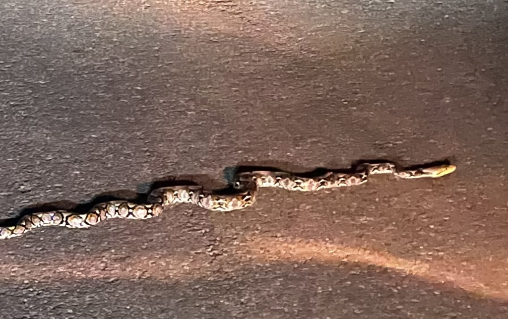 Reticulated Python from Pulau Bali, Badung, Bali, ID on January 07 ...