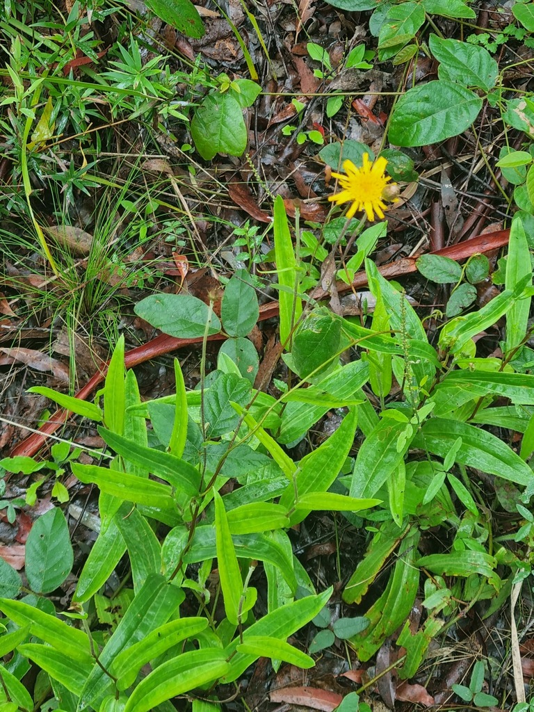 Showy Copper-wire Daisy from Moogem NSW 2370, Australia on January 07 ...