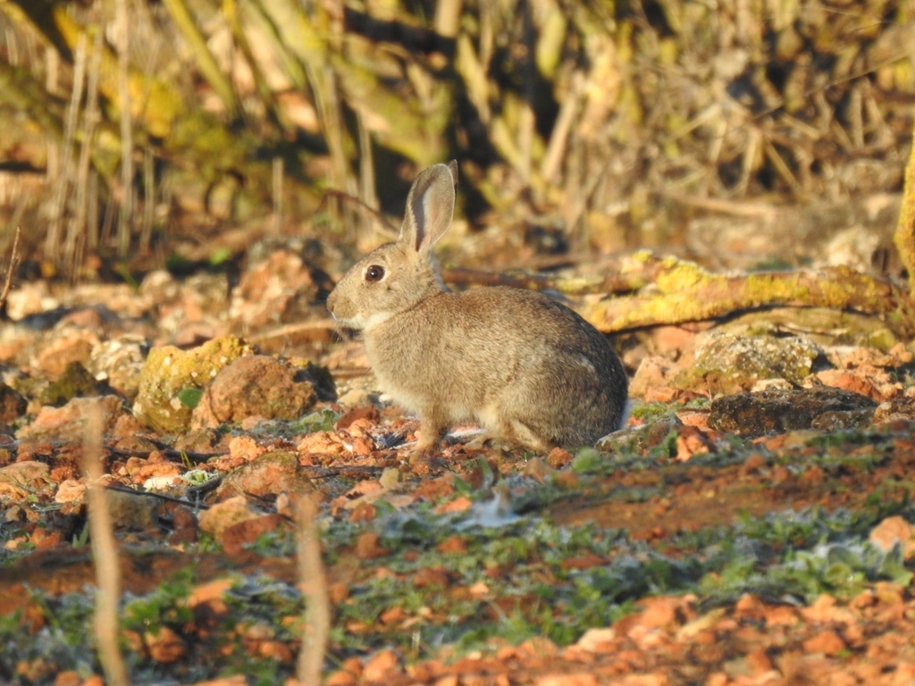 European Rabbit in January 2022 by Jara Verde · iNaturalist