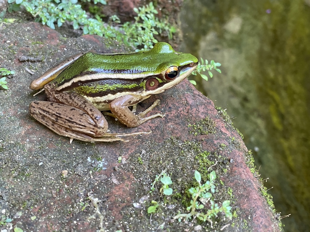 Green Paddy Frog from Ko Yao Noi, Ko Yao, Phangnga, TH on January 06 ...
