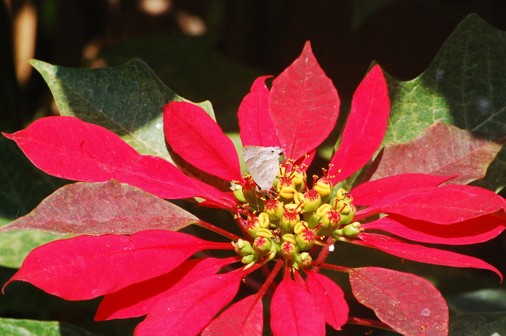 Yojoa Scrub-Hairstreak in January 2022 by Sebastian Zorrilla De La ...