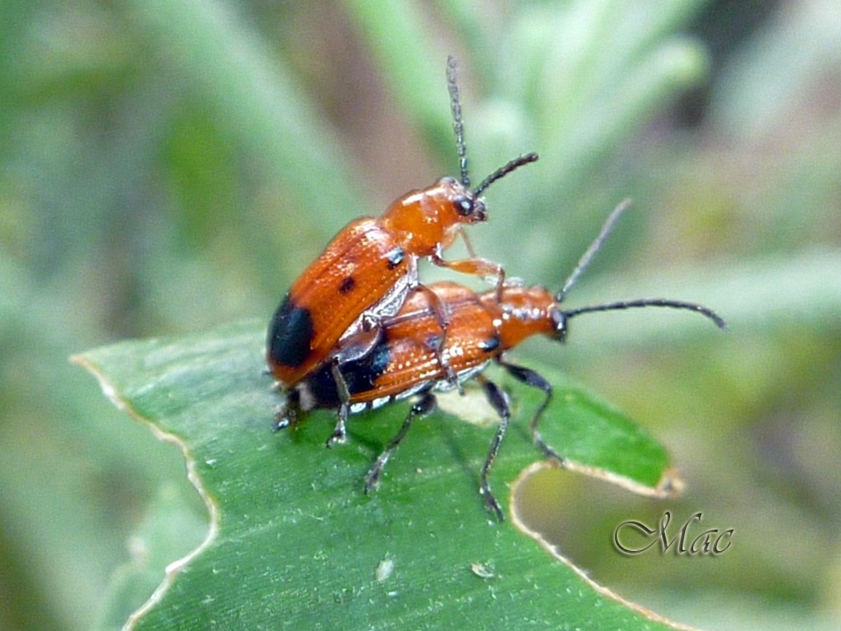 Neolema dorsalis from Caseros on July 20, 2021 by Marcela Cartabia ...