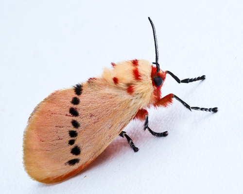 Trosia tolimata · iNaturalist United Kingdom